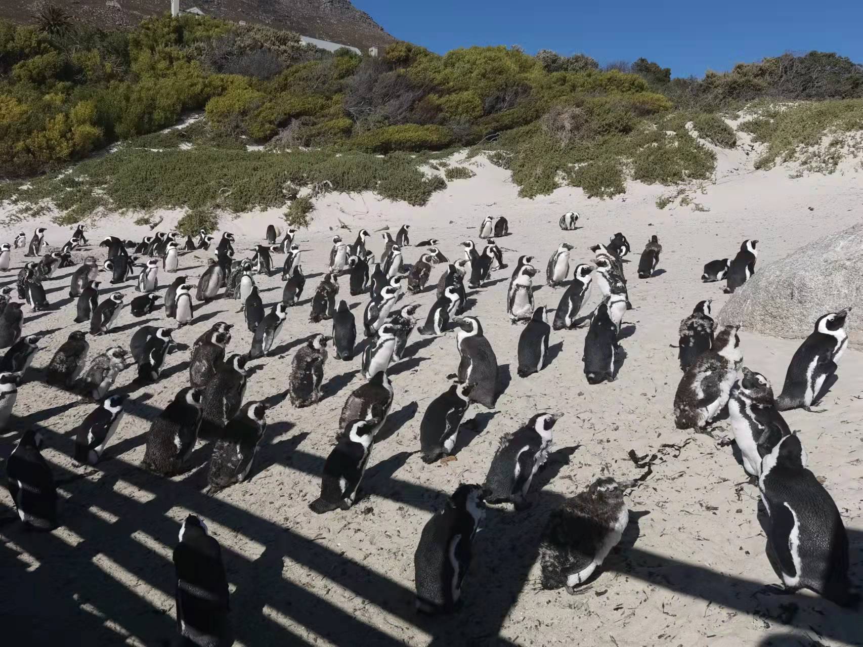 Millions watch Huawei’s 5G-enabled penguin live stream - Digital Street